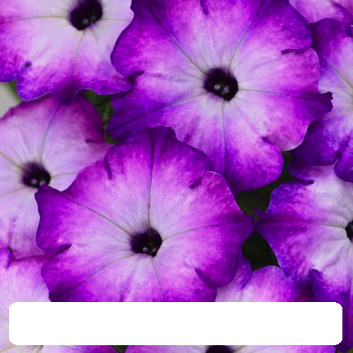 linking pictures with variations in online store - The Square Community